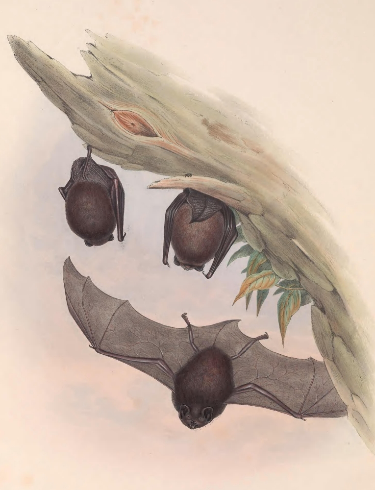 Bat Pictures-Chocolate Bat bat color illustration