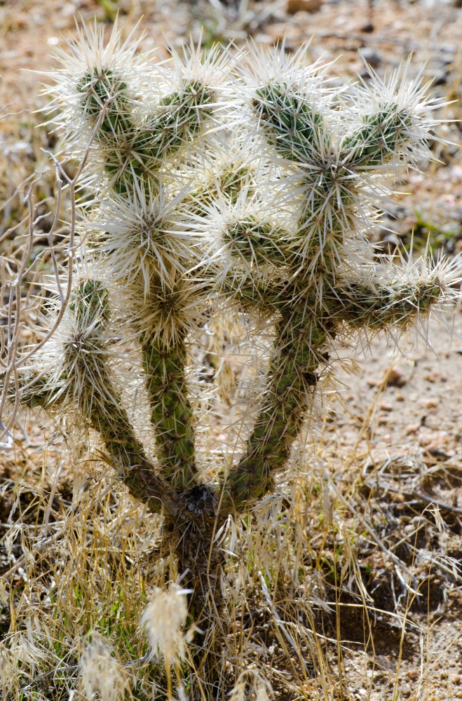 Cholla Cactus Garden desert joshua tree national park 3083 - Classroom ...