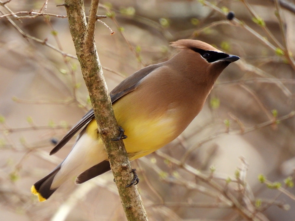closeup Cedar Waxwing bird on tree branch - Classroom Clip Art