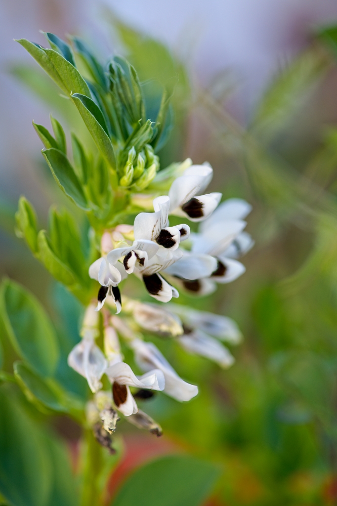 closeup of fava bean plant with black white flowers - Classroom Clip Art