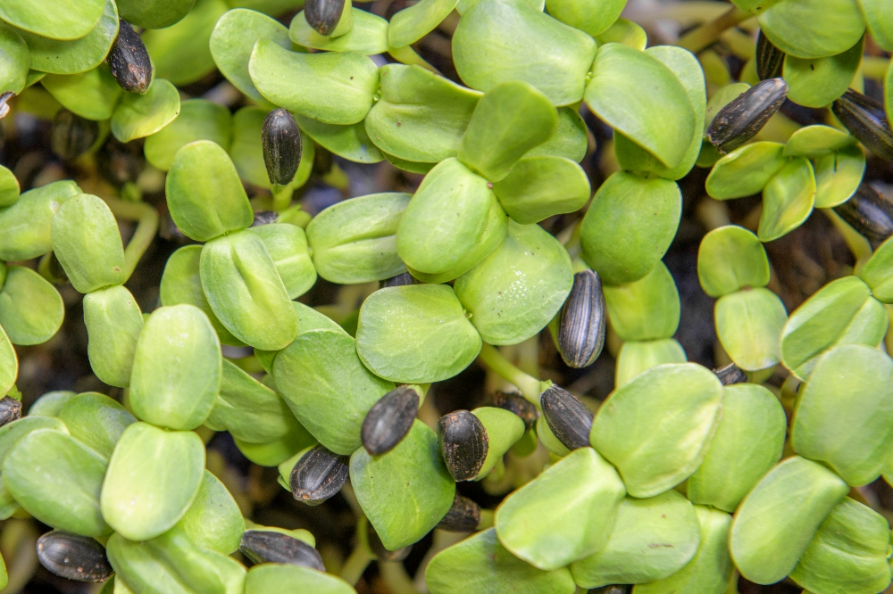 closeup sprouting sunflower microgreens - Classroom Clip Art