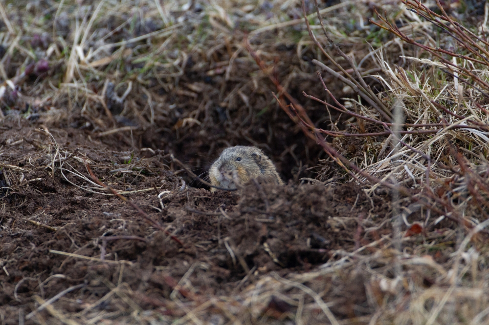 Bird Photos-collared lemming in its burrow