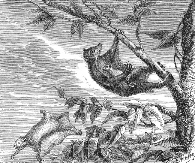 Mammal Illustrations-colugo illustration