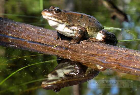 Amphibian Pictures-columbia spotted frog on tree branch in creek