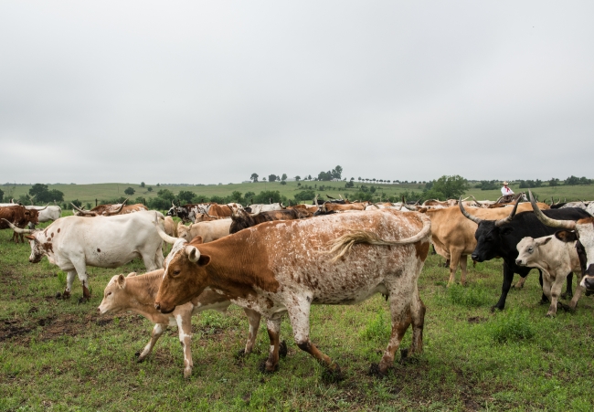 Cowhands - Classroom Clip Art