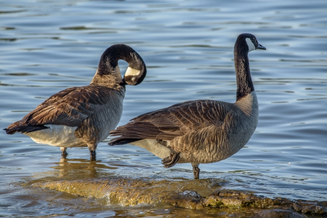 crackling goose percy priest lake nashville - Classroom Clip Art