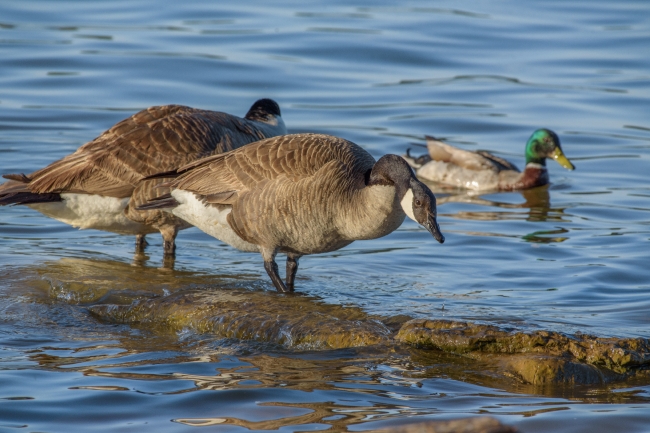 crackling goose swimming percy priest lake photo - Classroom Clip Art