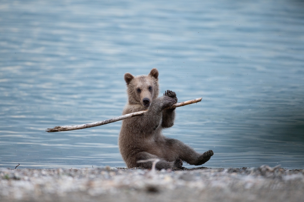 Bear Pictures-cub playing with stick