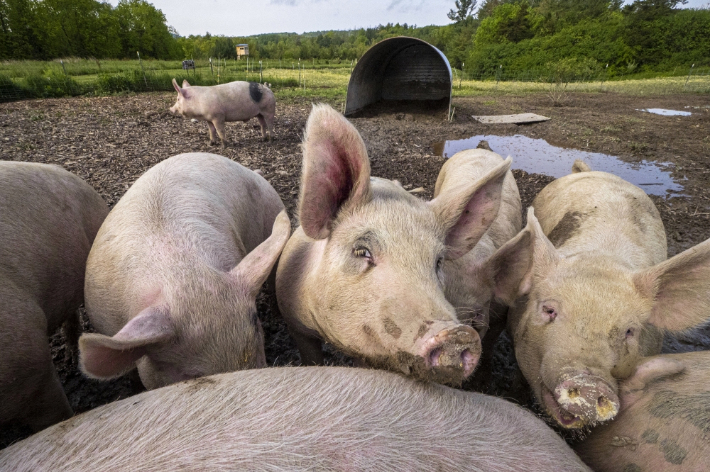 Pigs and Hogs Pictures - pigs on organic farm