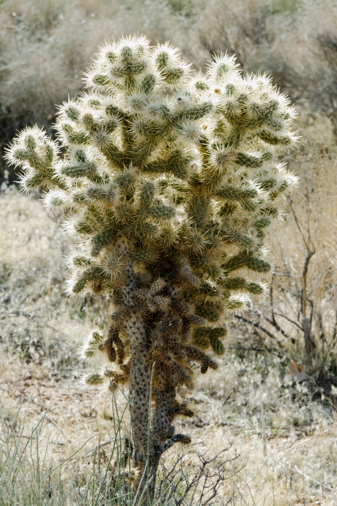 desert joshua tree national park 3086 - Classroom Clip Art
