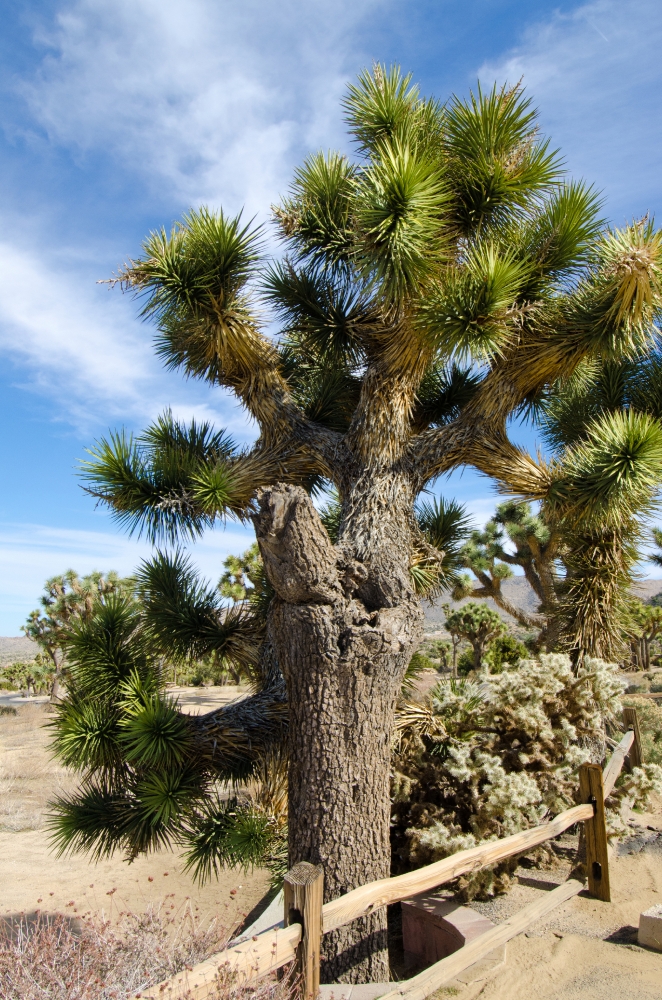 desert joshua tree national park 3097 - Classroom Clip Art
