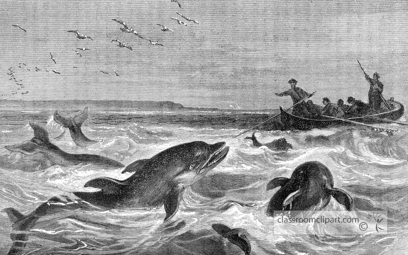 dolphins pursuing a boat illustration - Classroom Clip Art