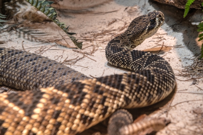 eastern diamondback snake photo - Classroom Clipart