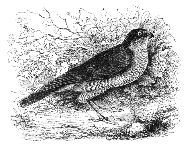 european sparrow hawk bird illustration - Classroom Clip Art