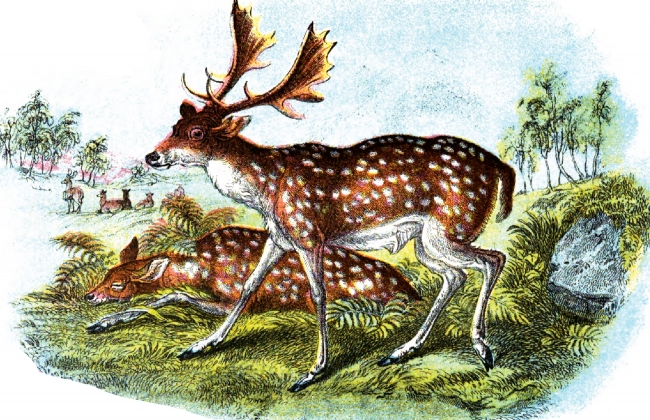 Mammal Illustrations-Fallow Deer With Antler Color Illustration