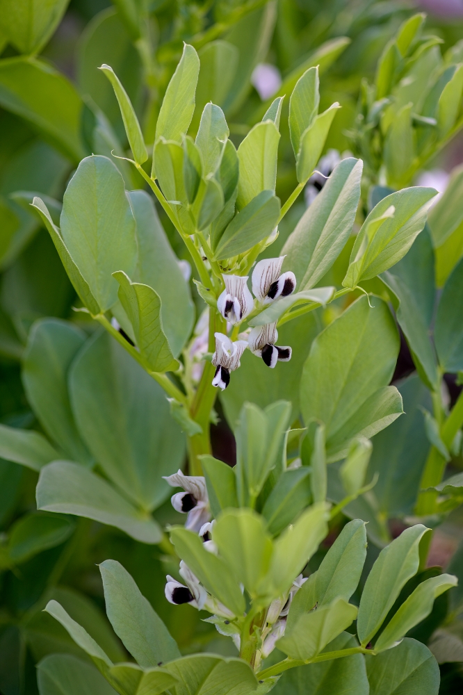 fava bean plants with flowers - Classroom Clip Art