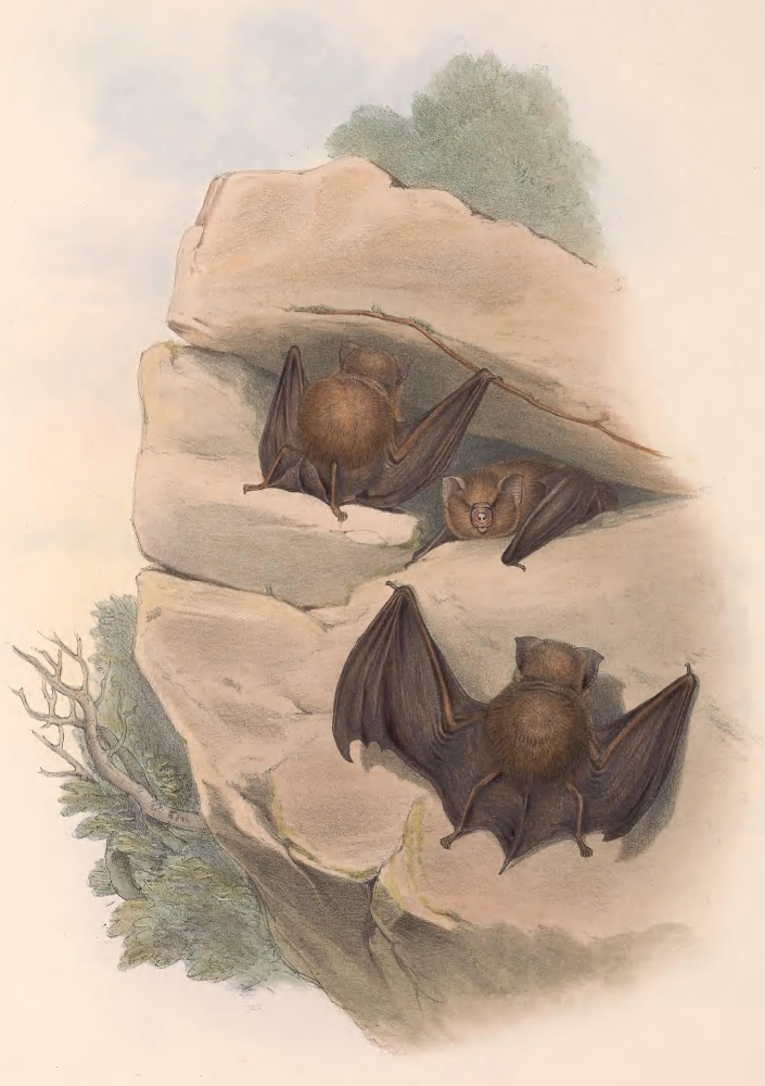 Bat Pictures-Fawn-coloured Bat color illustration