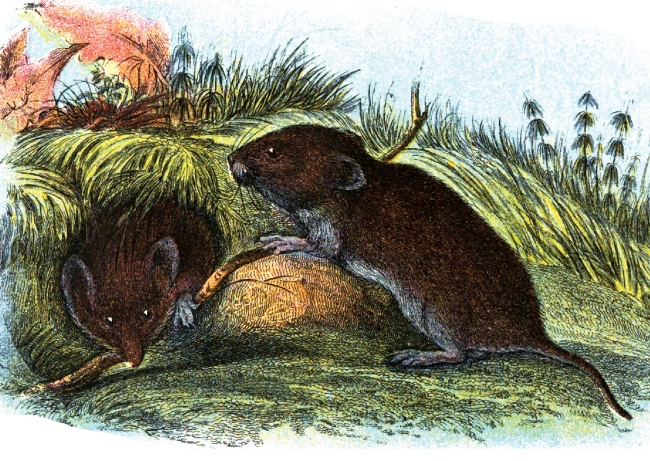 Free Field Vole Animal Color Illustration - Classroom Clipart