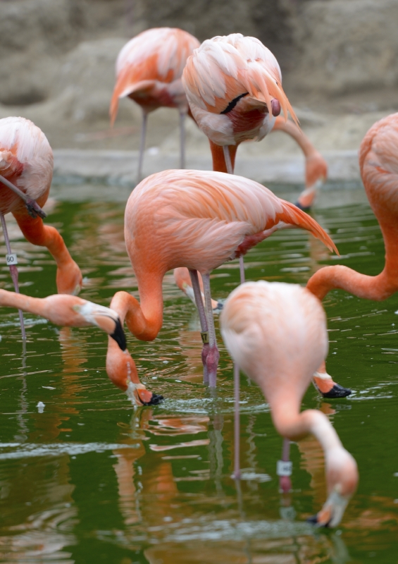 Bird Photos-flamingo