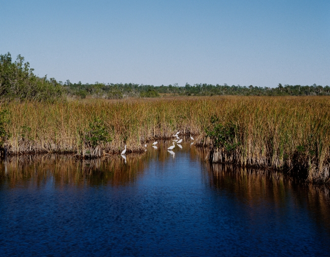 Florida Everglades - Classroom Clip Art