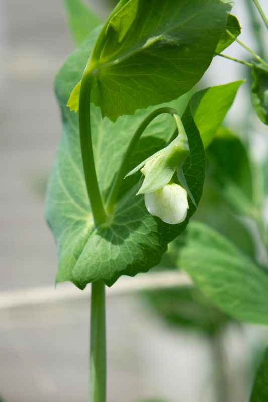 flowering peas growing garden - Classroom Clip Art