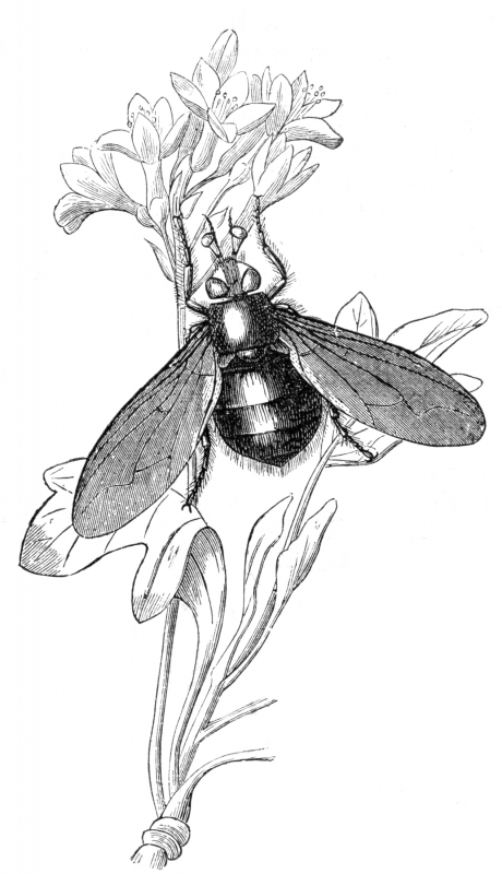 Free fly on plant illustration - Classroom Clipart