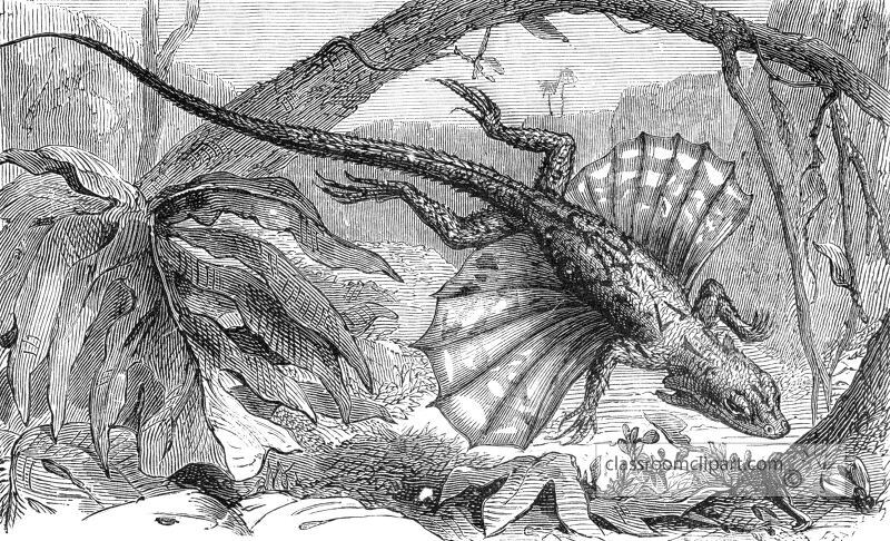 flying dragon lizard Illustration - Classroom Clip Art