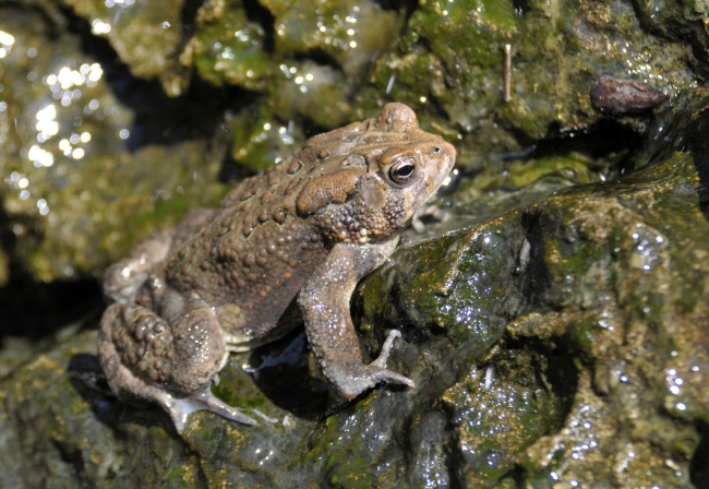 frog american toad in pond 22 - Classroom Clip Art