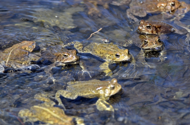 frog american toad in pond 43 - Classroom Clip Art
