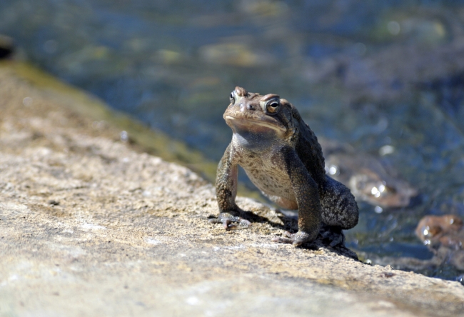 frog american toad in pond 52 - Classroom Clip Art