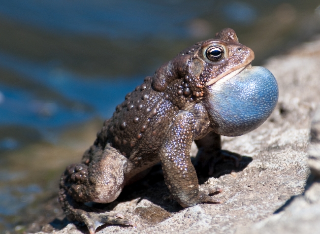 Amphibian Pictures-frog american toad in pond 59