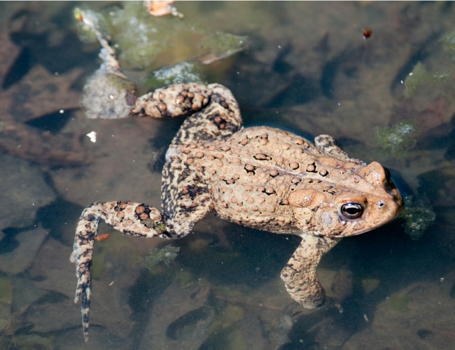 Amphibian Pictures-frog american toad in swimming pond 49