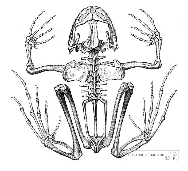 frog internal skeleton anatomy - Classroom Clip Art
