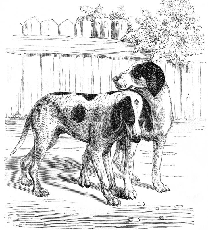 Mammal Illustrations-gascon hound illustration
