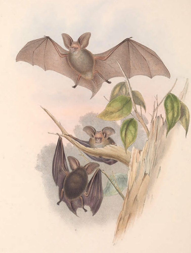 Tasmanian bat color illustration - Classroom Clip Art