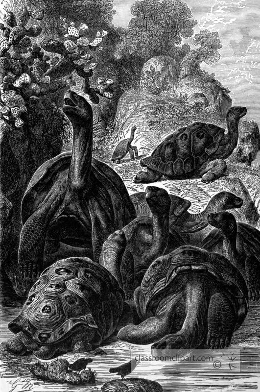 giant tortoises galapagos islands bw animal illustration - Classroom ...