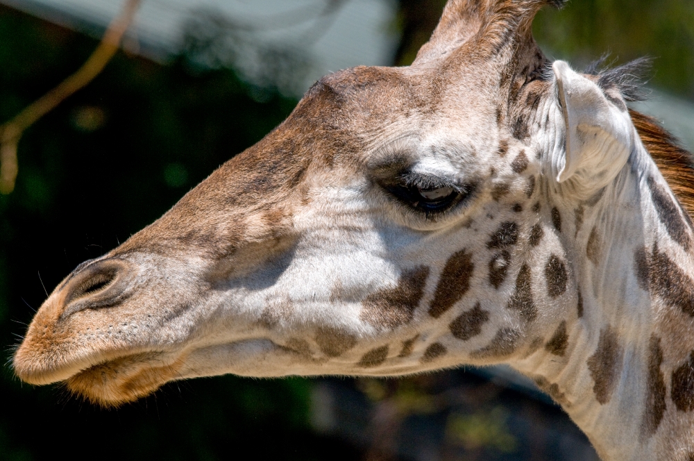 Giraffe Pictures-giraffe face closeup photo 5038E