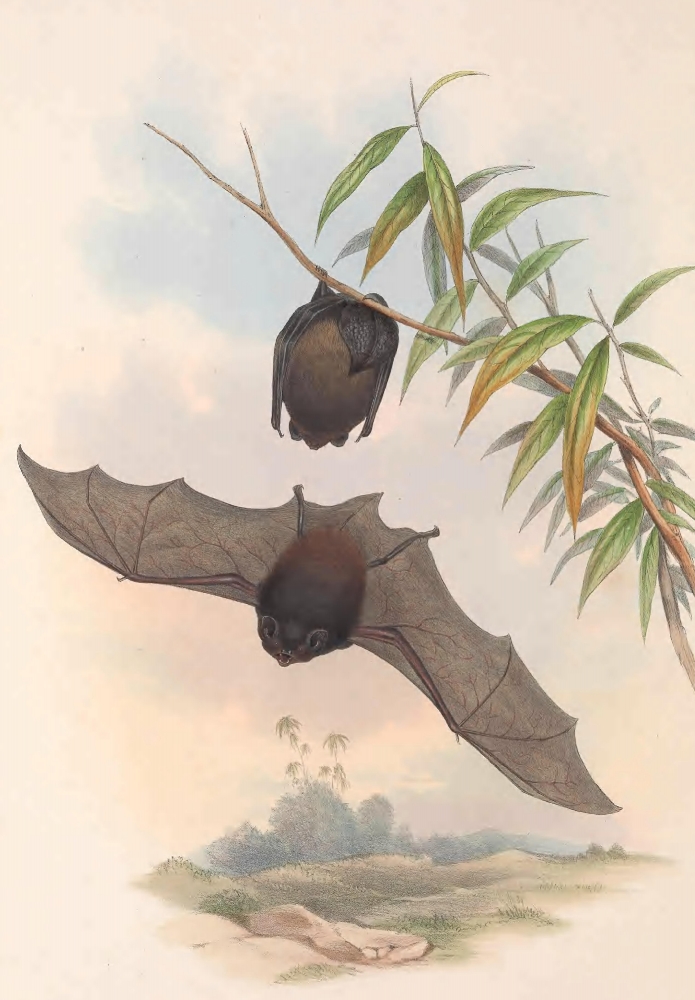 Bat Pictures-Goulds Bat color illustration