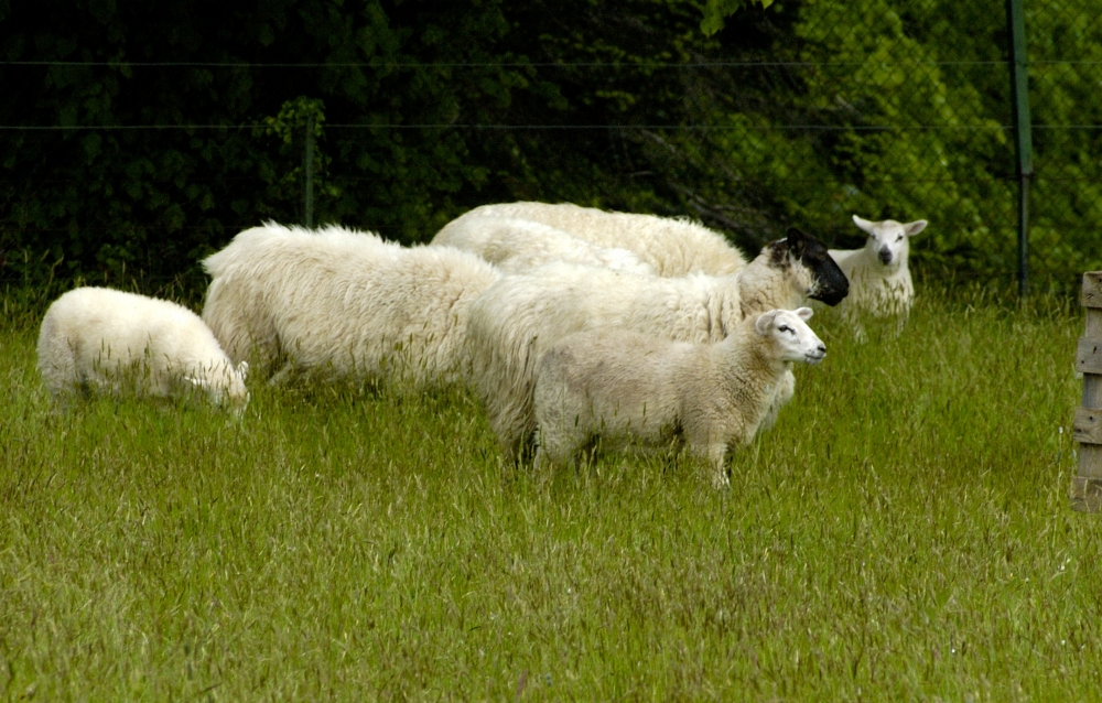 Ireland-Grazing Sheep in a meadow, Ireland
