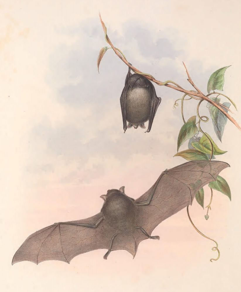 Bat Pictures-Great -footed Bat color illustration