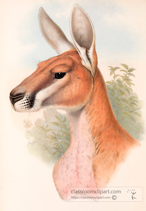 Great Red Kangaroo color illustration - Classroom Clip Art