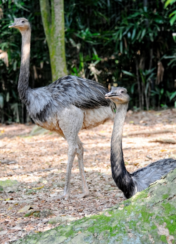 Greater Rhea Bird Photo Image 8938A - Classroom Clip Art