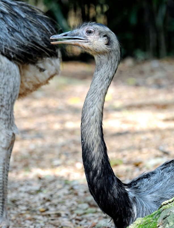 Greater Rhea Bird Photo Image 8941A - Classroom Clip Art