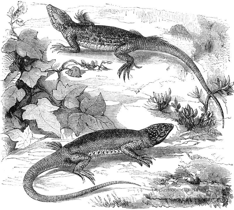 green lizard Illustration - Classroom Clip Art