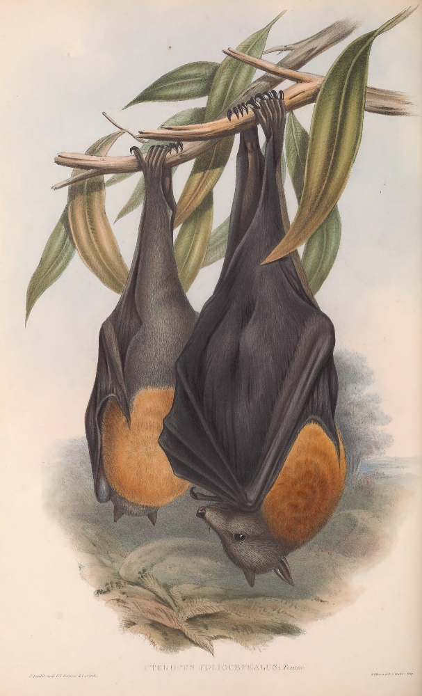Grey-headed Vampire Bat color illustration - Classroom Clip Art