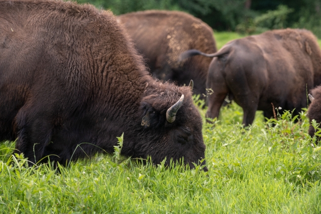 group of american bison eating grass photo - Classroom Clip Art