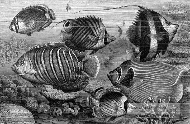 Ocean Animal Illustrations-group of scaly finned fish bw animal ...