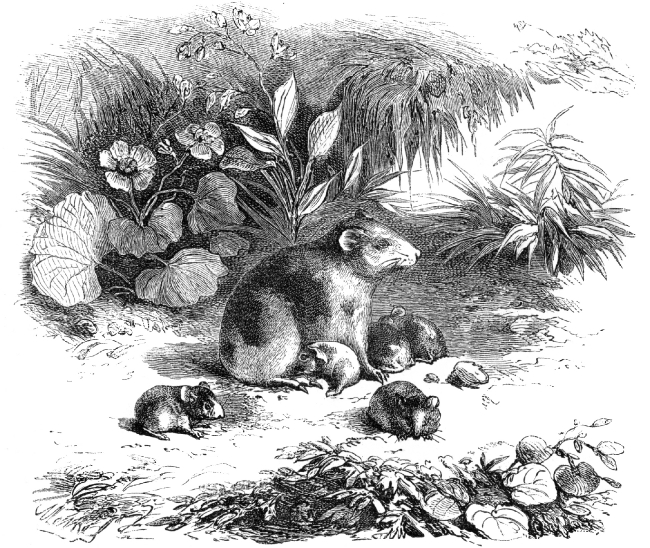 guinea pig illustration - Classroom Clipart