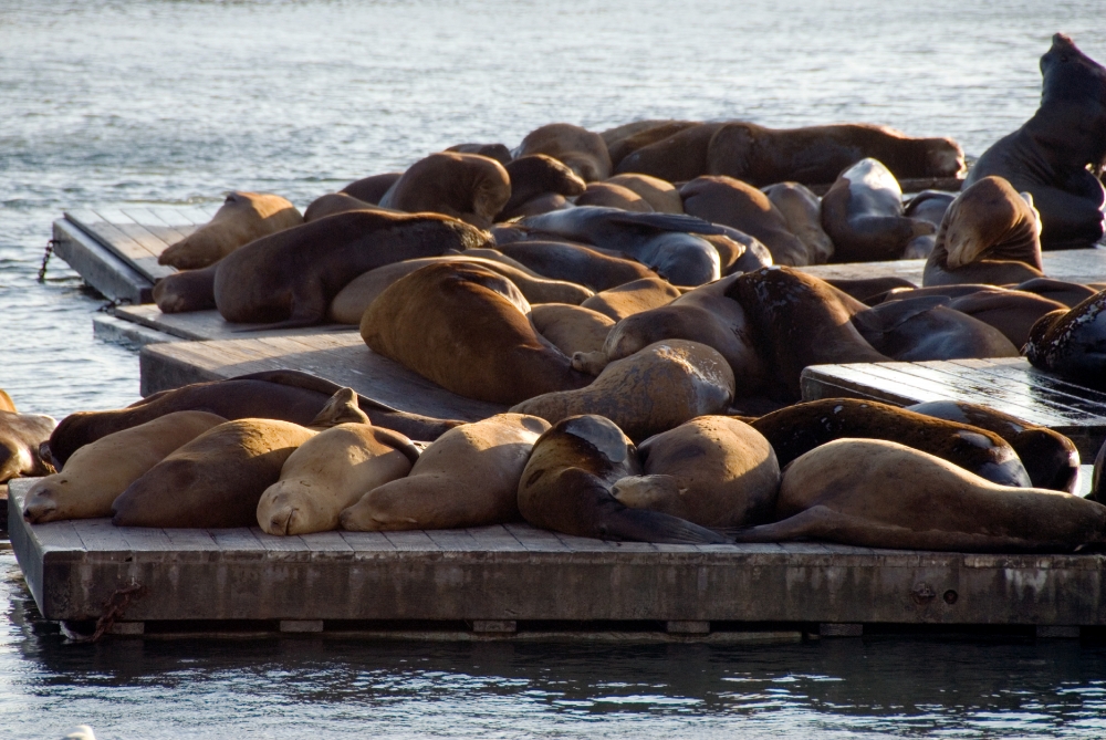 harbor seals san francisco pier 512 - Classroom Clipart