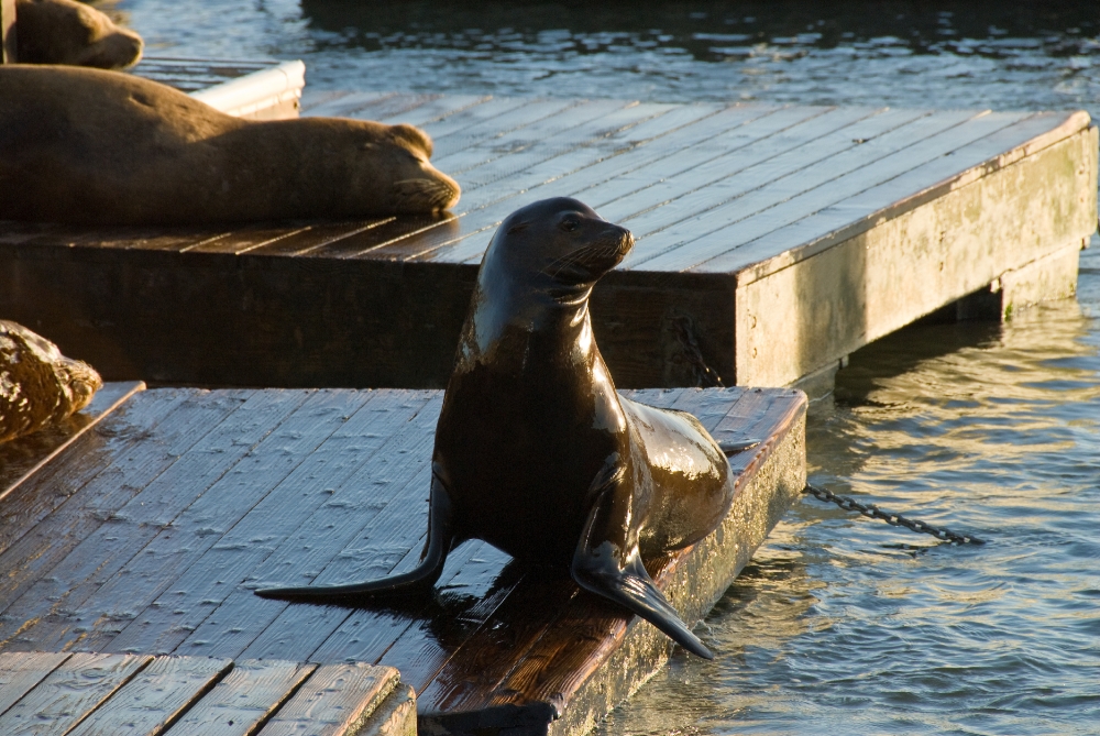 Seal Photos-harbor seals san francisco pier 527